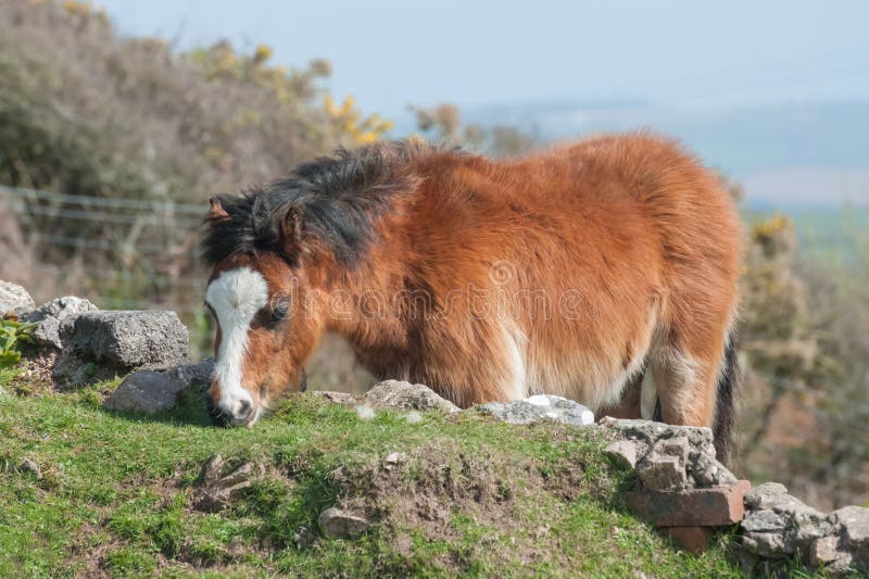 Welsh pony stock image. Image of nature, horses, farm - 57062505