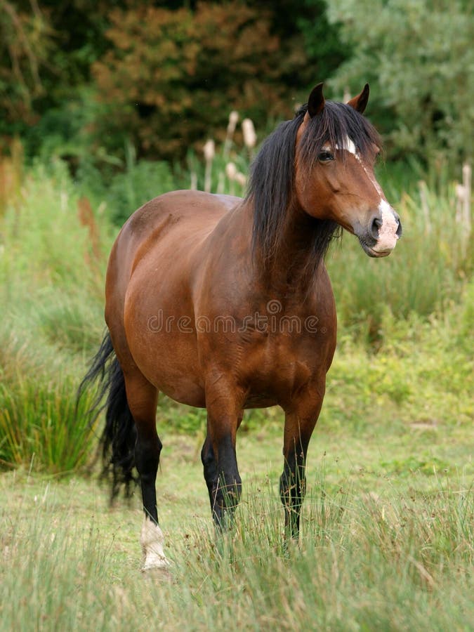 Welsh Pony Headshot stock photo. Image of equine, isolated - 104473484