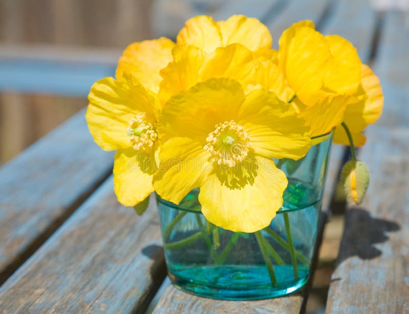 Welsh poppy stock photo. Image of background, plant, hardy - 14379110