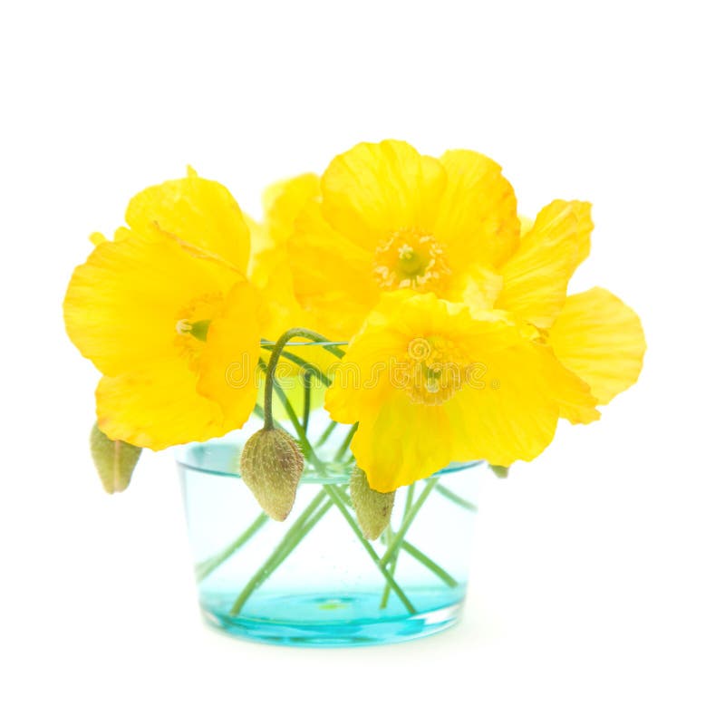 Welsh poppy stock image. Image of shallow, bright, hardy - 14382745