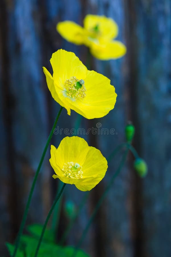 Welsh Poppy stock photo. Image of bright, petal, stamen - 74123190
