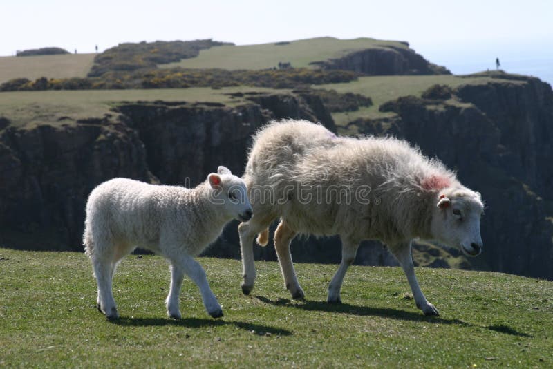 Sheep Grazinf Stock Photos - Free & Royalty-Free Stock Photos from ...