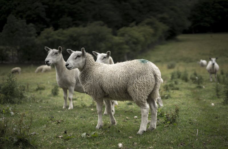 Welsh Sheep stock photo. Image of mutton, moor, animal - 62531548