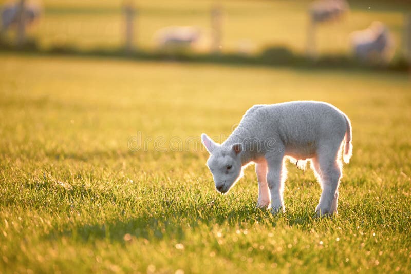 Welsh Sheeps in Brecon Beacons National Park Stock Photo - Image of ...