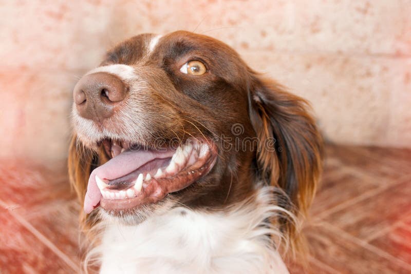The Welsh Springer Spanie stock photo. Image of detail - 122454132