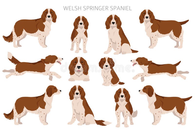 Welsh Springer Spaniel Clipart. Different Poses, Coat Colors Set Stock ...