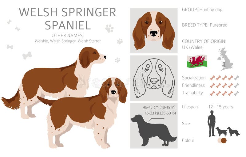 Welsh Springer Spaniel Clipart. Different Poses, Coat Colors Set Stock ...