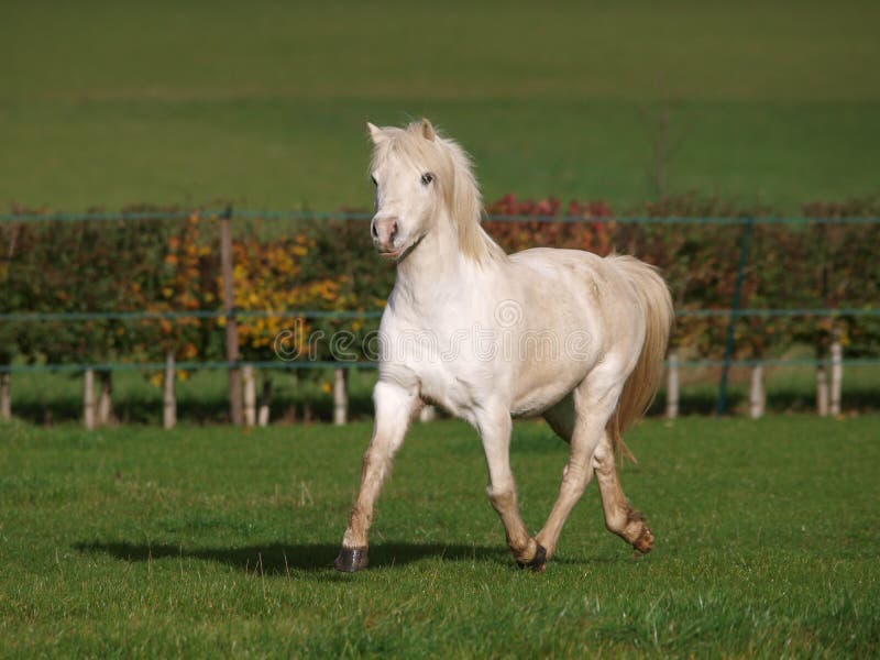 Welsh Stallion at Liberty stock photo. Image of trotting - 173833786