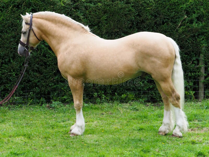 Welsh Stallion stock photo. Image of single, palomino - 207100250