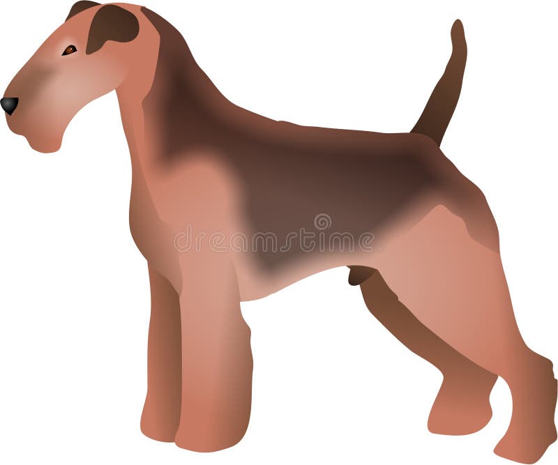 Welsh Terrier stock illustration. Illustration of animals - 83973