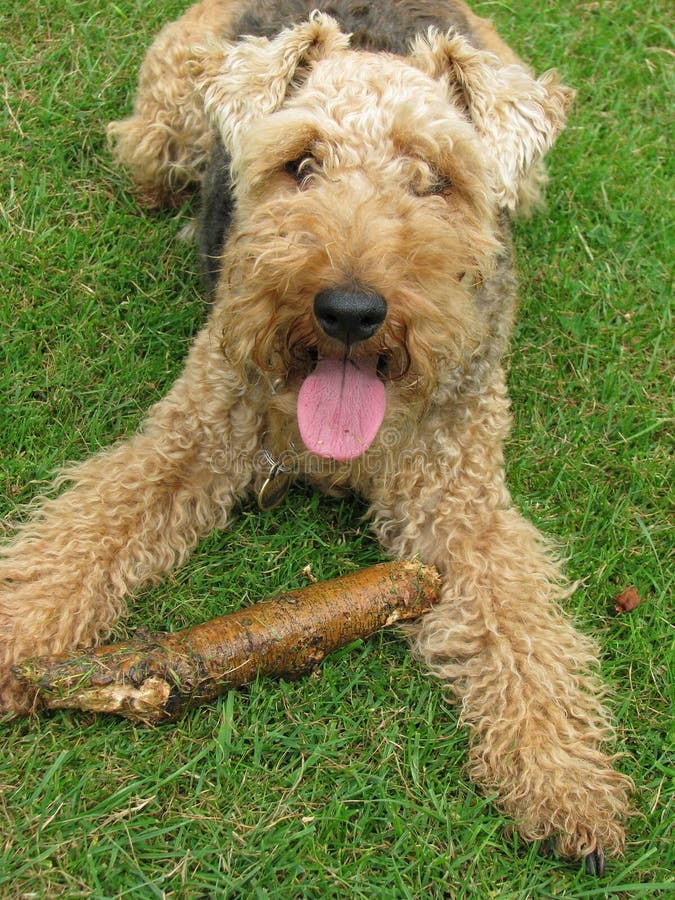 Welsh Terrier dog cute stock photo. Image of close, oudoors - 3123606
