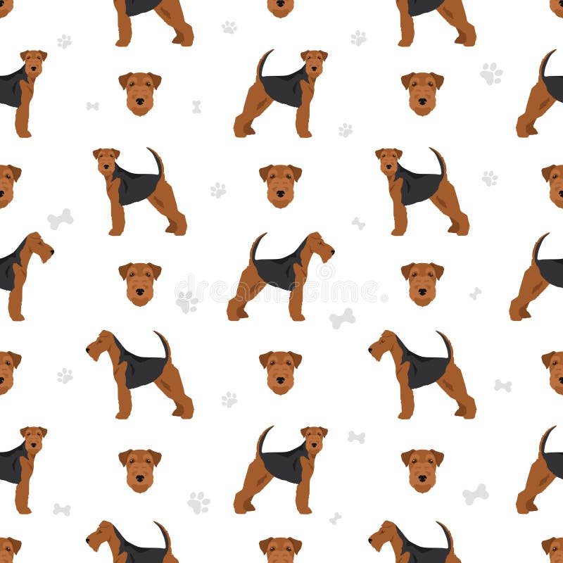 Welsh Terrier Seamless Pattern. Different Poses, Coat Colors Set Stock ...