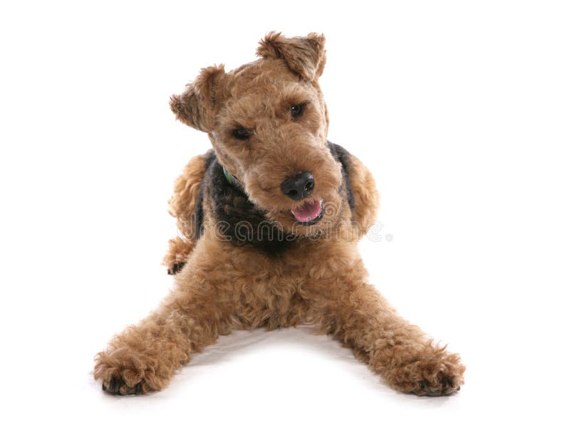 Welsh terrier stock image. Image of sitting, portraits - 210375703