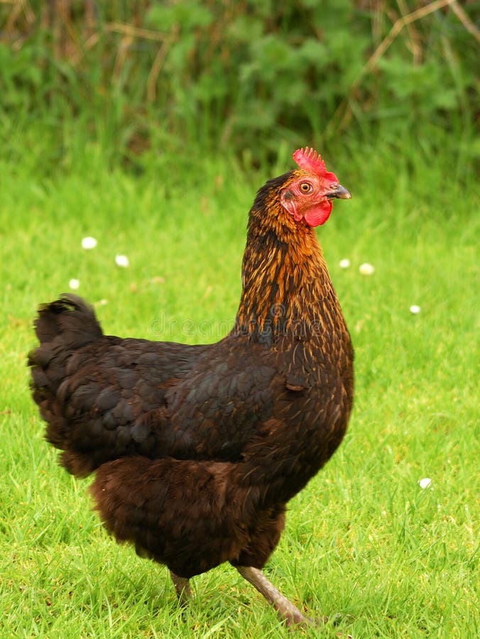 Welsummer domestic chicken stock photo. Image of layer - 23599690