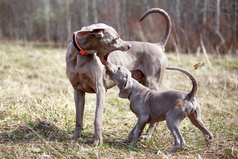 Wemaraner stock image. Image of puppy, weimaraner, animal - 30860905