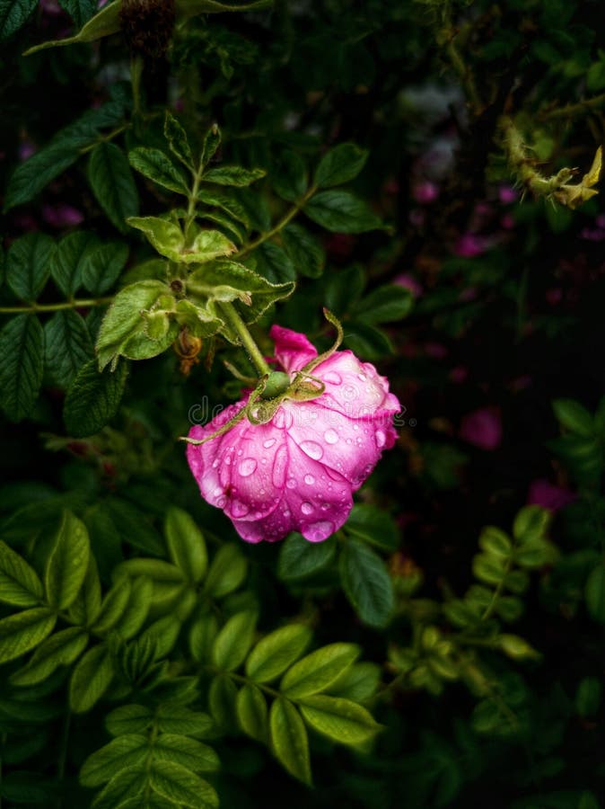 Wendy Light Stock Photos - Free & Royalty-Free Stock Photos from Dreamstime