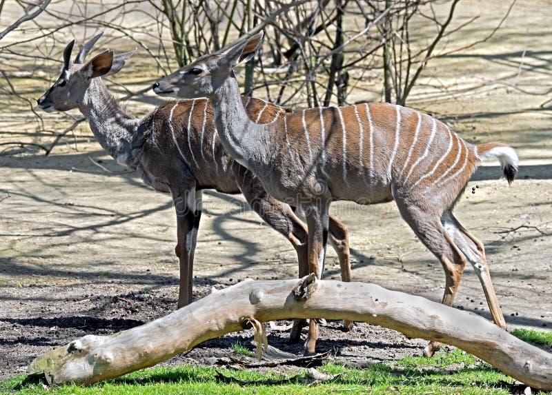 Lesser Kudu, Kleine-koedoe, Tragelaphus Imberbis Stockfoto - Bild von ...