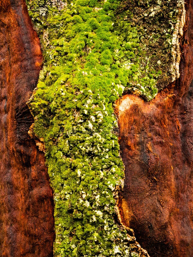 Kleines Moos auf dem Baum stockbild. Bild von frech, ökologie - 64074513