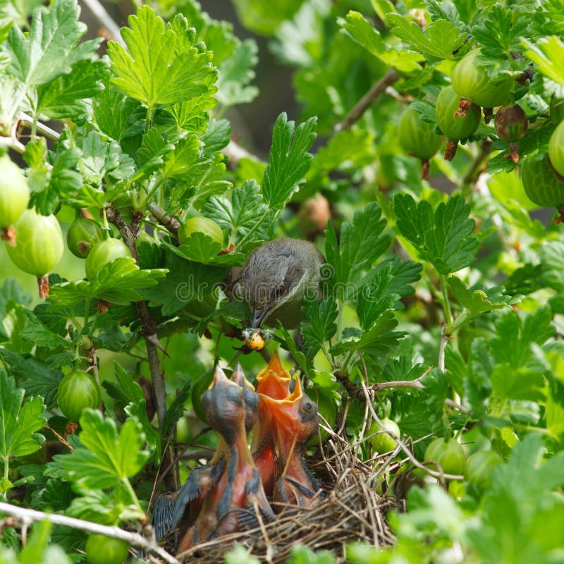 Wenig Whitethroat, Sylvia Curruca Stockbild - Bild von ...