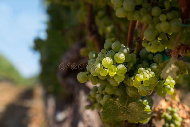 Chardonnay Grape Cluster stock photo. Image of copyspace - 114243334