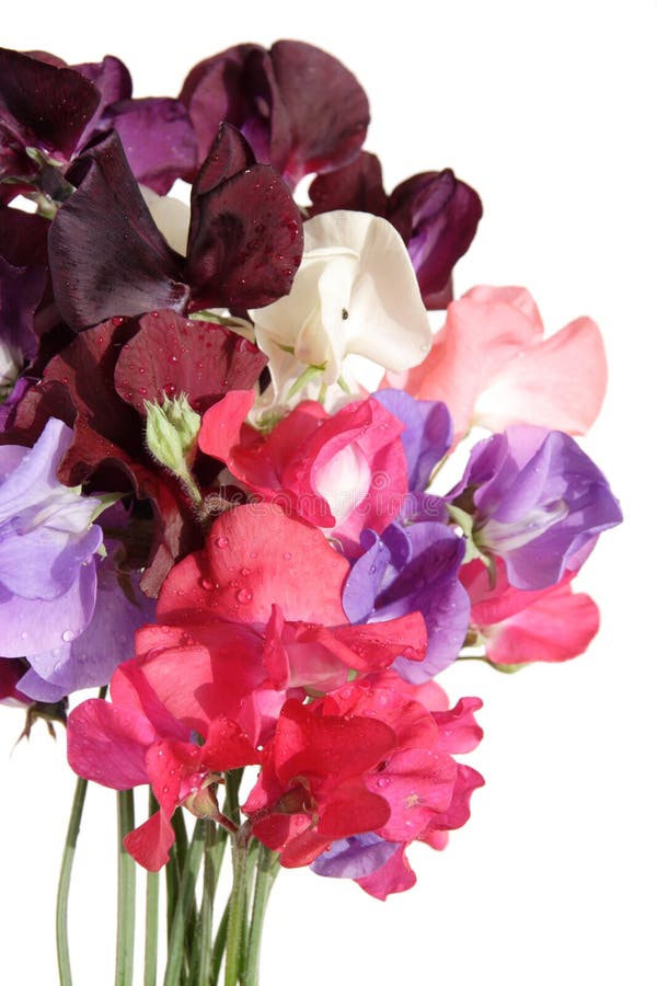 Wer sweet pea bouquet stock image. Image of climber, blossom - 2664263