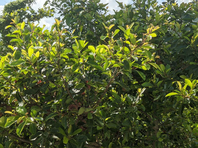 Weralu Tree at a Tropical Rain Forest Stock Image - Image of fruit ...