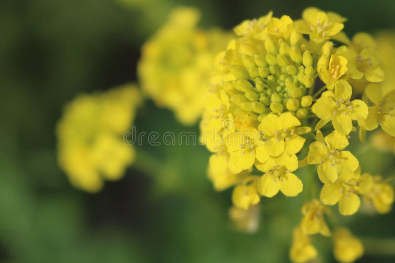 And they were all yellow stock photo. Image of yellow - 92151760