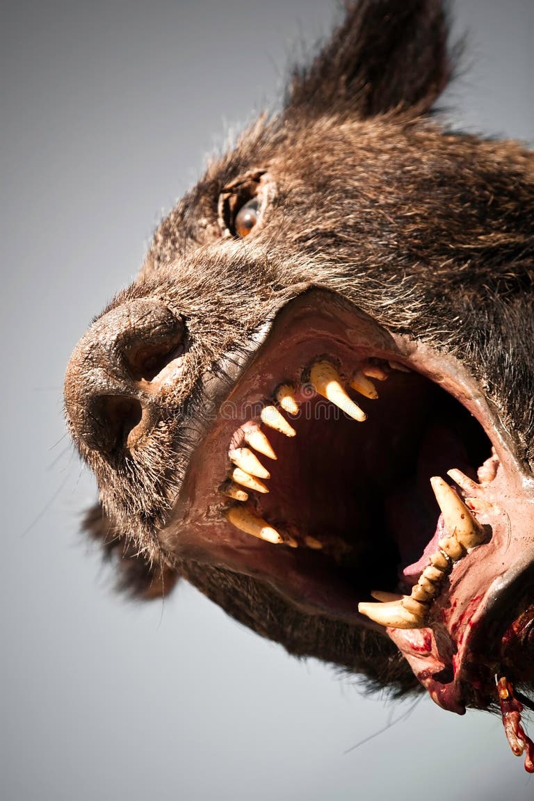 212 Werewolf Teeth Stock Photos - Free & Royalty-Free Stock Photos from ...