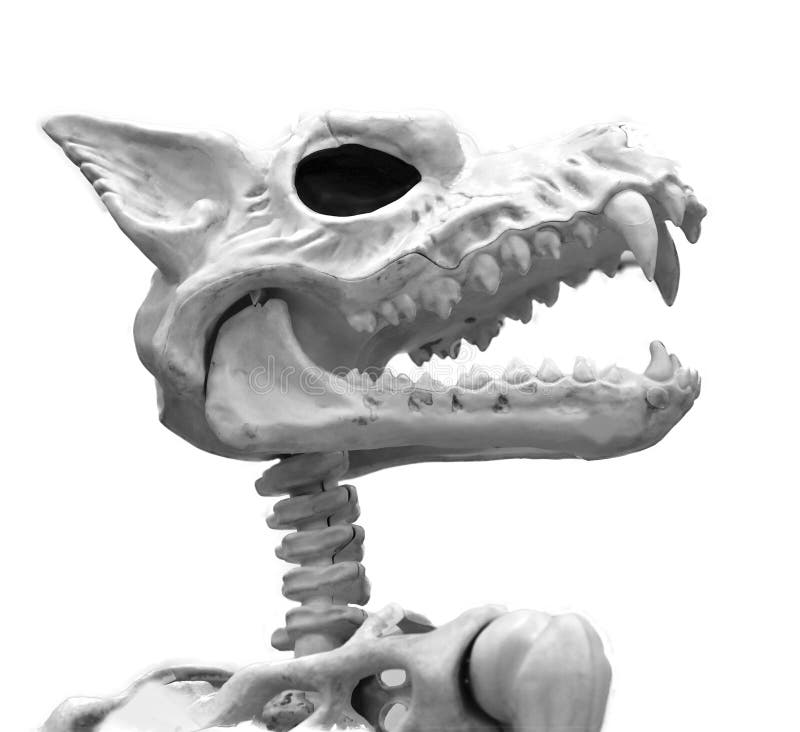 Werewolf Skeleton stock image. Image of howling, fangs - 169542139