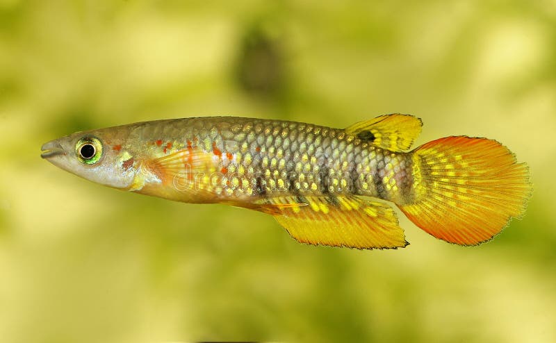 Killifish Striped Panchax Aplocheilus Lineatus Tropical Aquarium Fish ...