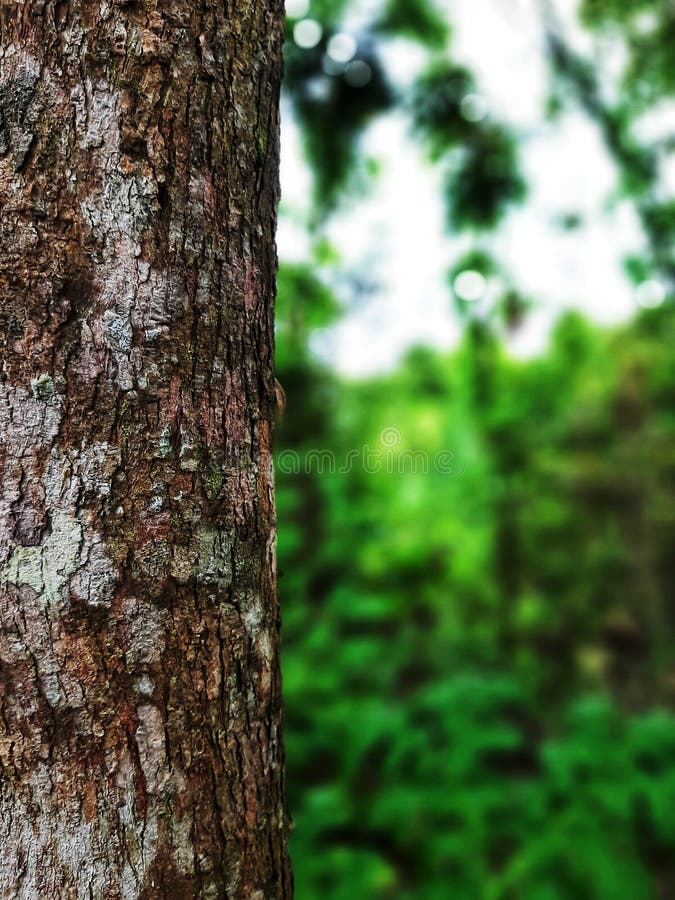 Weru Tree. Broad and Tall Leaves. Grows in Temperate Plains Stock Image ...