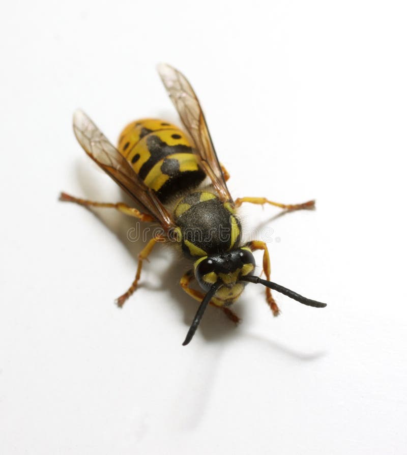 Wesp stock foto. Image of macro, sluit, dieren, één, geïsoleerd - 12508358