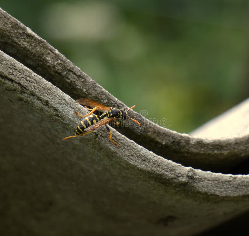 Wesp stock foto. Image of vleugel, grijs, vervagen, geel - 132843742