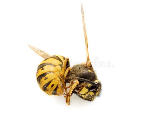 Wesp stock foto. Image of macro, wesp, nave, dood, vrij - 14520634