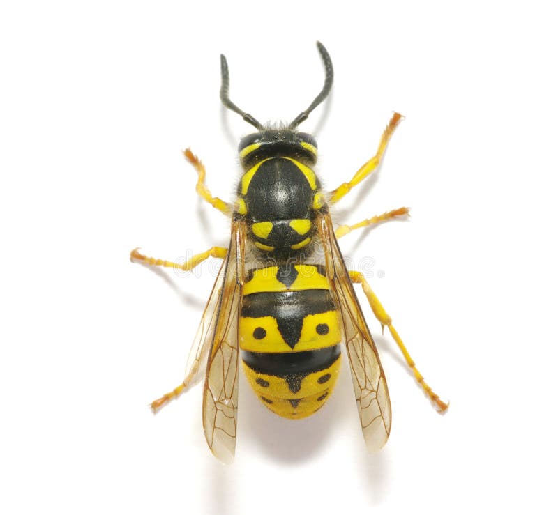Wesp Op Een Witte Achtergrond, De Verwonde Vliegende Wilde Bij Van De ...