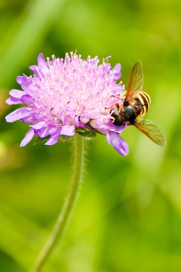 Wesp stock afbeelding. Image of wesp, nectar, insect - 15357517