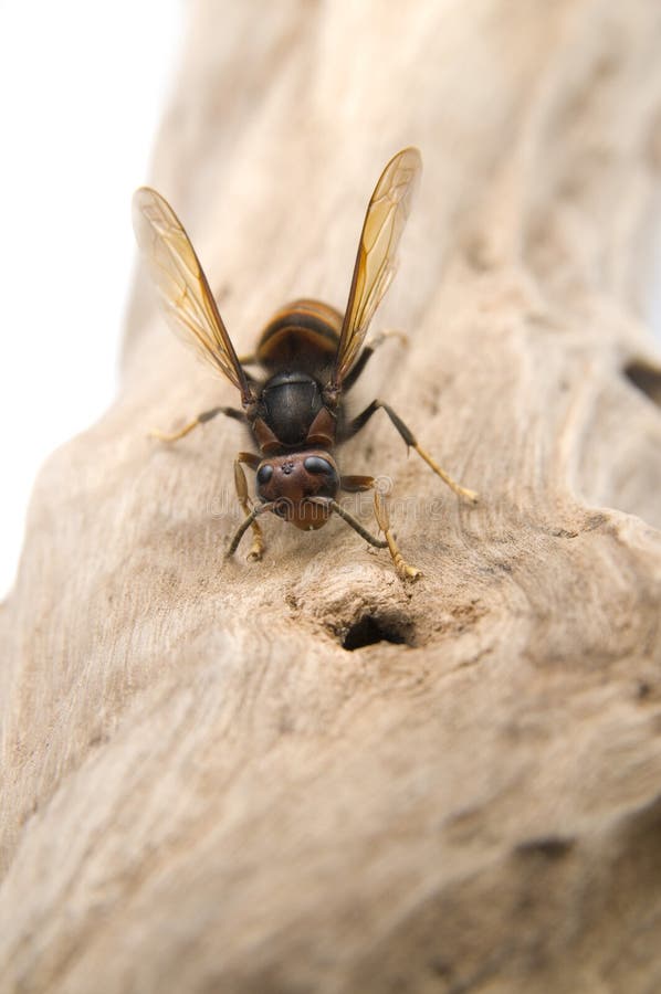 Vliegende wesp stock foto. Image of nave, dier, wesp - 17803740