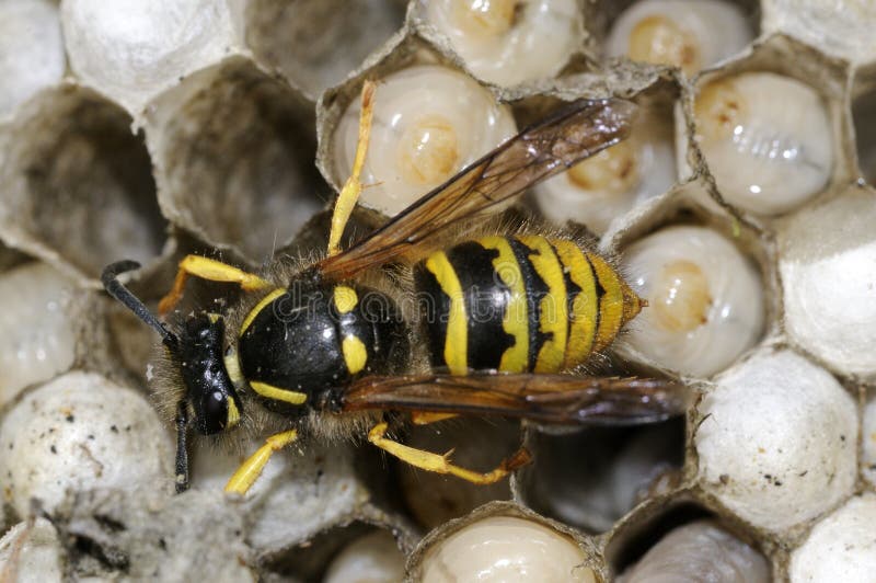 Wesp en Rups stock foto. Image of bruin, bijenkorf, rupsen - 28462290