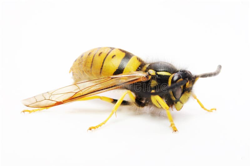 Horzel stock foto. Image of scherp, sluit, zwart, geel - 14256340