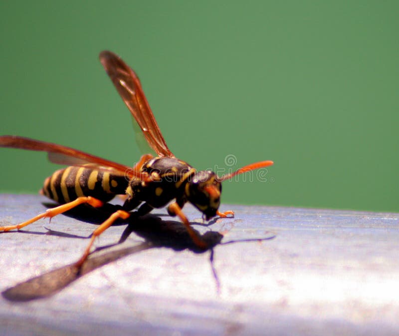 Wesp stock foto. Image of gestoken, zomer, insect, irriterend - 2284082