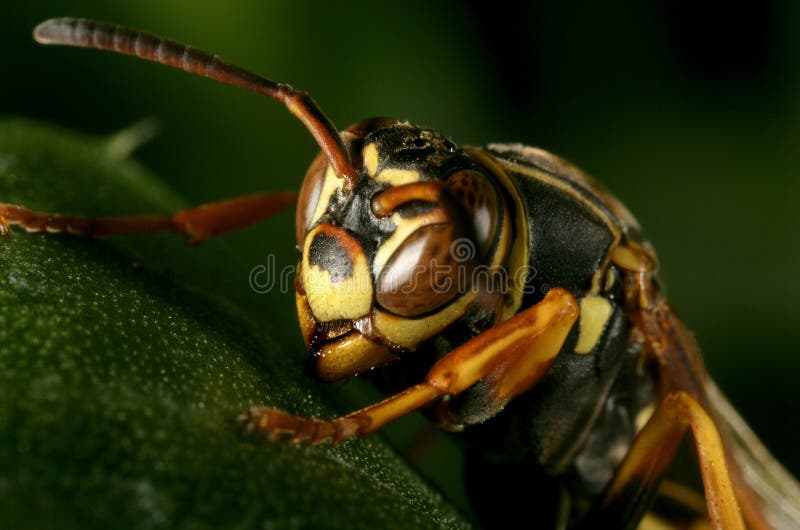 Document Wesp stock afbeelding. Image of ongedierte, zomer - 32872775