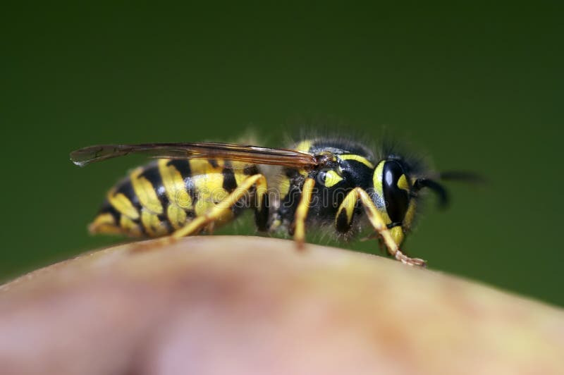 Wesp stock foto. Image of wesp, voelers, kleur, sluit - 3549474