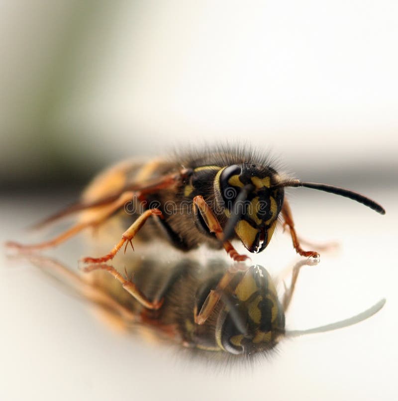 Wesp stock afbeelding. Image of harig, antenne, insect - 3805859
