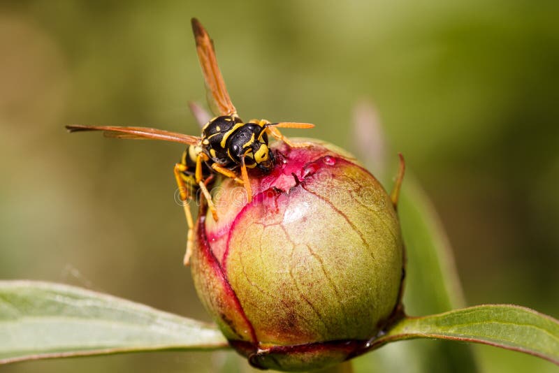 De Wesp Verzamelt Stuifmeel Op De Gele Verticaal Van De Paardebloem ...