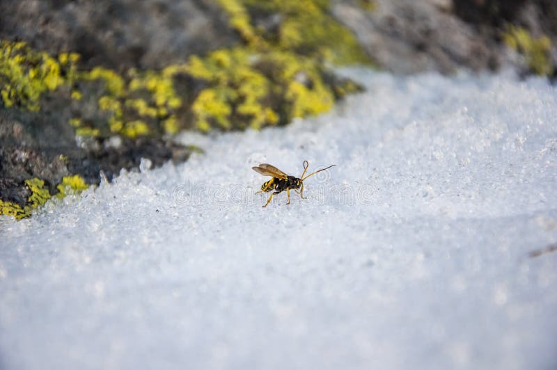 Wesp stock foto. Image of geel, sluit, zitting, nesten - 48268258