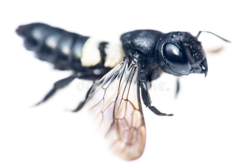 Wesp stock foto. Image of zwart, achtergrond, insect - 52329322