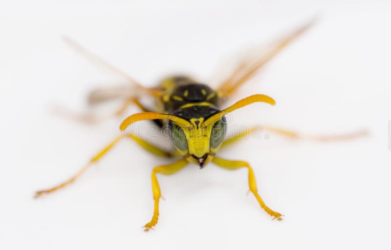 Wesp stock afbeelding. Image of band, gestreept, antenne - 6091769