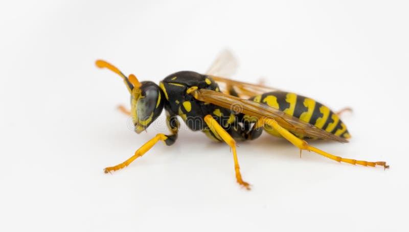 Wesp stock afbeelding. Image of band, gestreept, antenne - 6091769