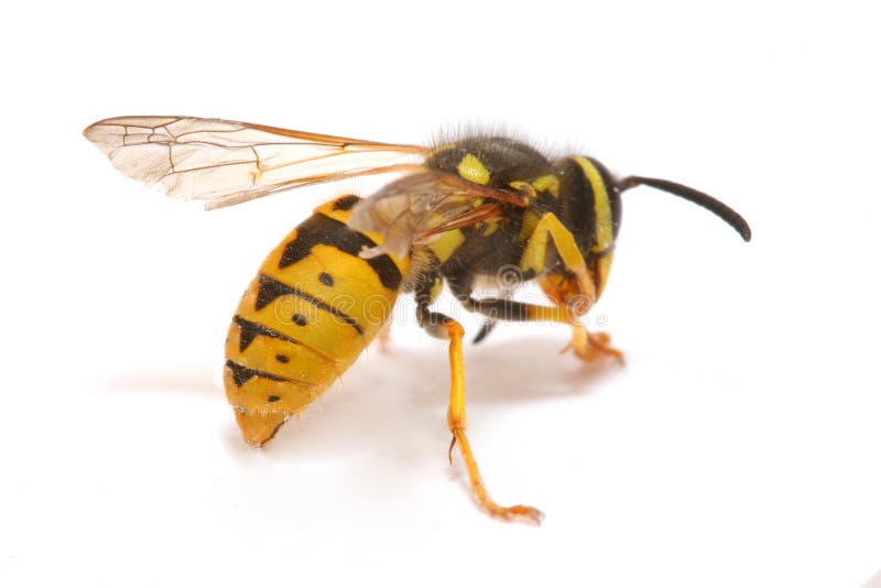 Wesp stock afbeelding. Image of sluit, beet, wesp, geïsoleerd - 6629097