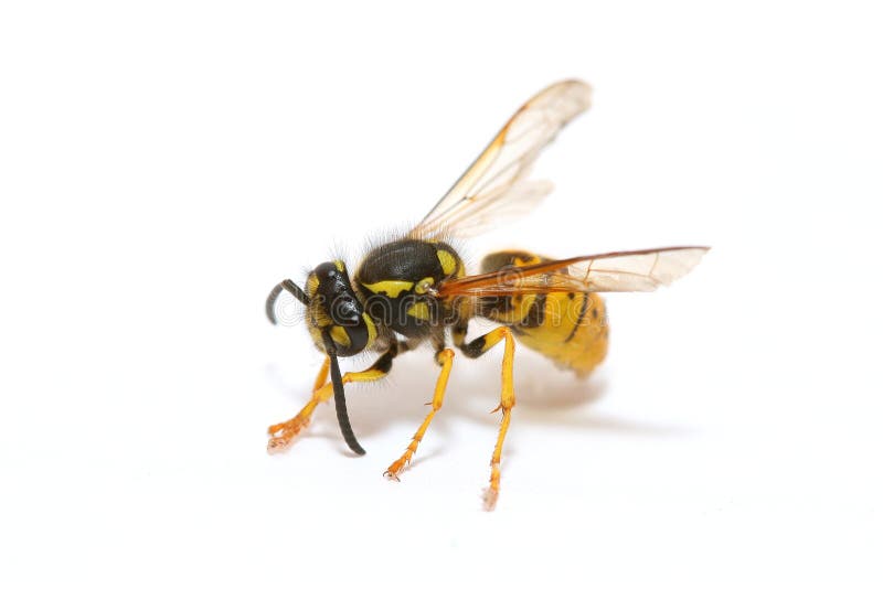 Wesp stock foto. Image of geval, viel, vleugels, steek - 6642690